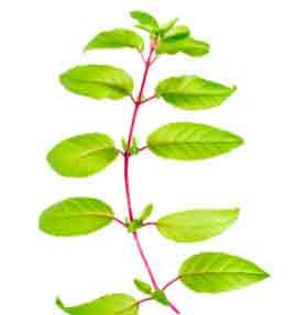 Pruning Fuchsias – How, Why and When