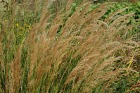 Stipa - Ornamental Grasses | Feather Needle or Spear Grass ...