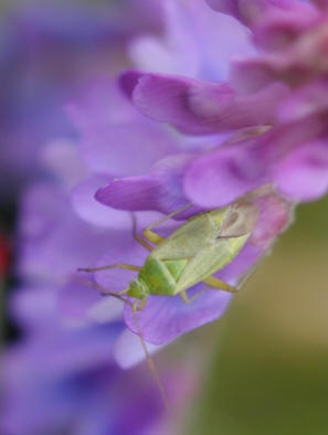 Capsid Bug Damage and how to treat and kill this pest