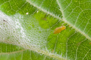 Cuckoo spit or froghoppers on leaves and stems of plants
