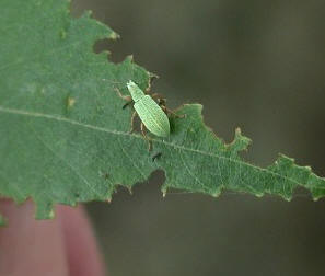 Green Leaf weevil Beetle - Damage to leaves.